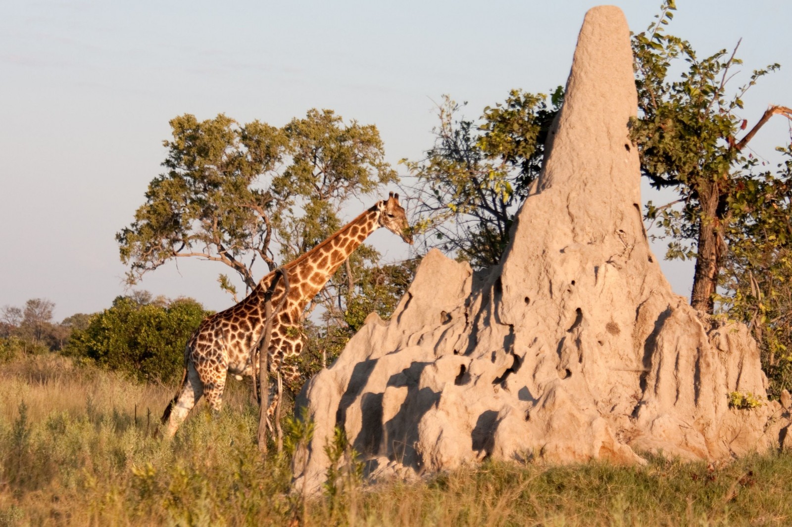2,000-Year Old Termite Mounds Found in Central Africa — Blog of the ...